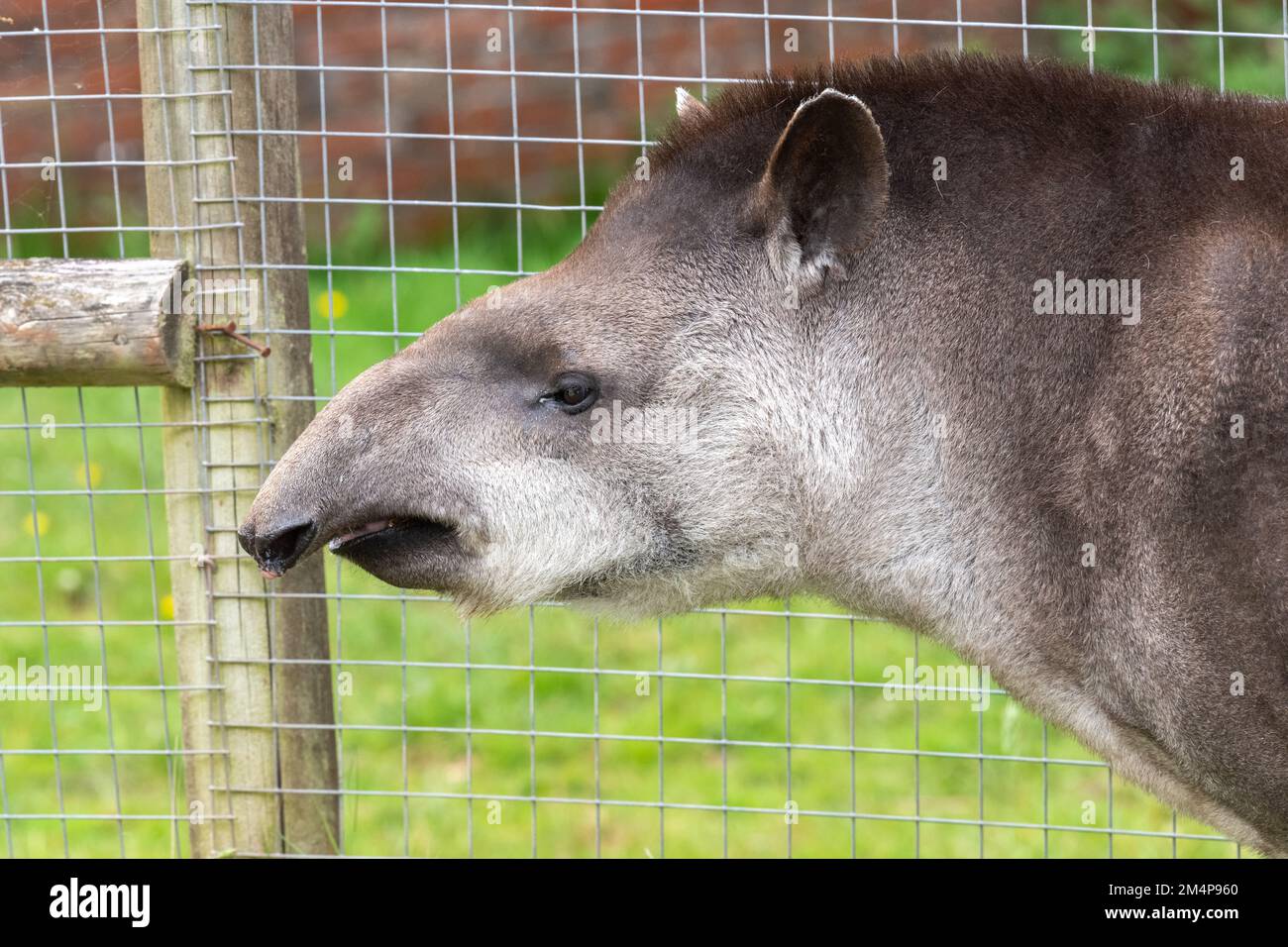Head shot of a south American tapir (tapirus temestris) in a zoo Stock ...