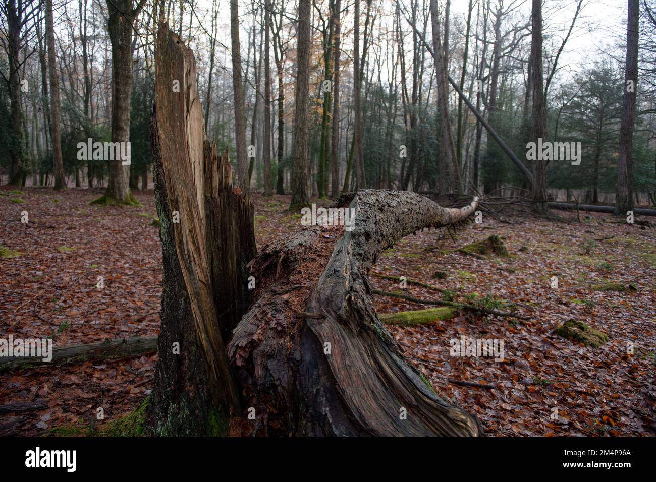 A large fallen tree in the New Forest Hampshire UK split from the trunk ...
