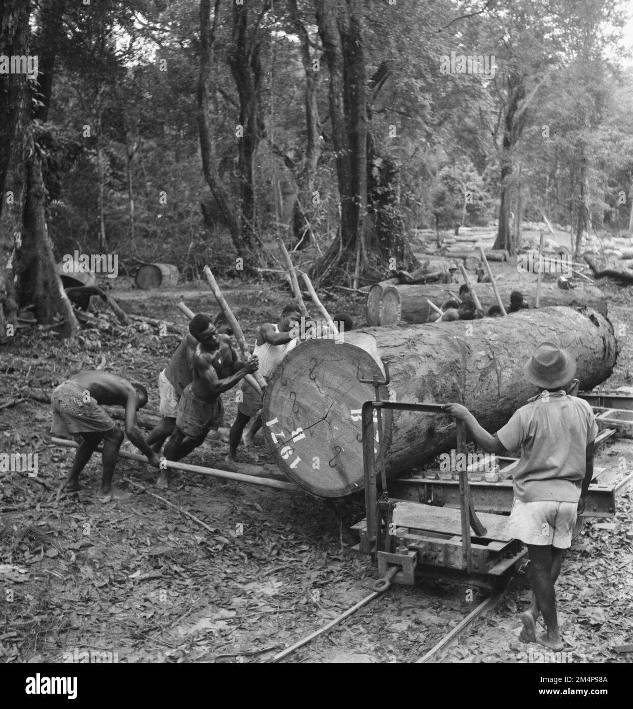 Magazine Unit - Logging in the Gabon. Photographs of Marshall Plan ...