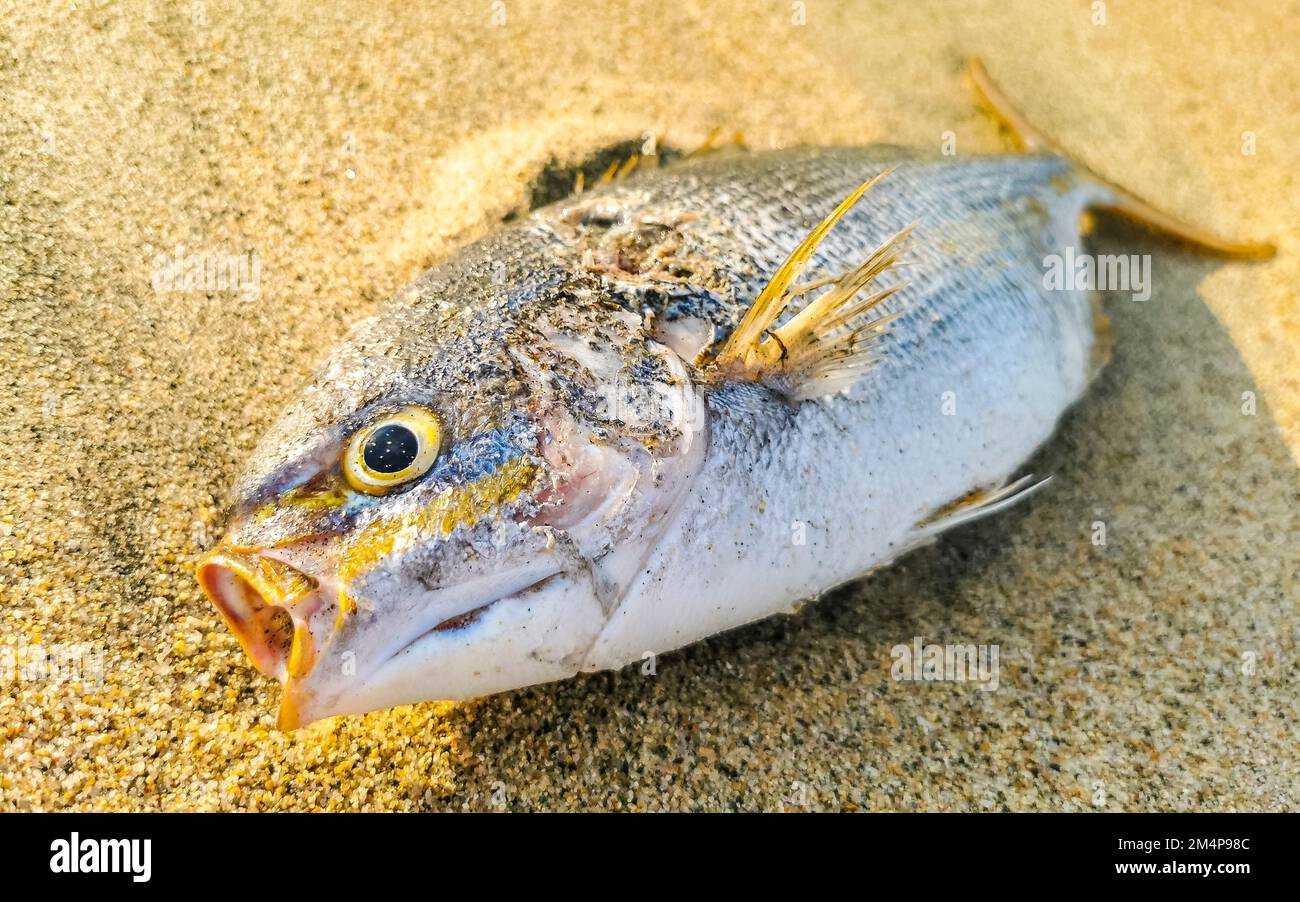 Dead fish washed up on the beach lying on the sand in Zicatela Puerto ...