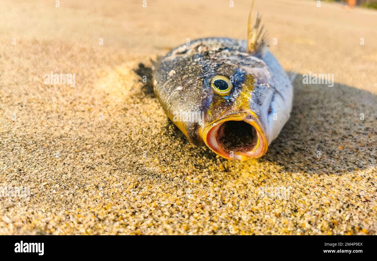 Dead fish washed up on the beach lying on the sand in Zicatela Puerto ...