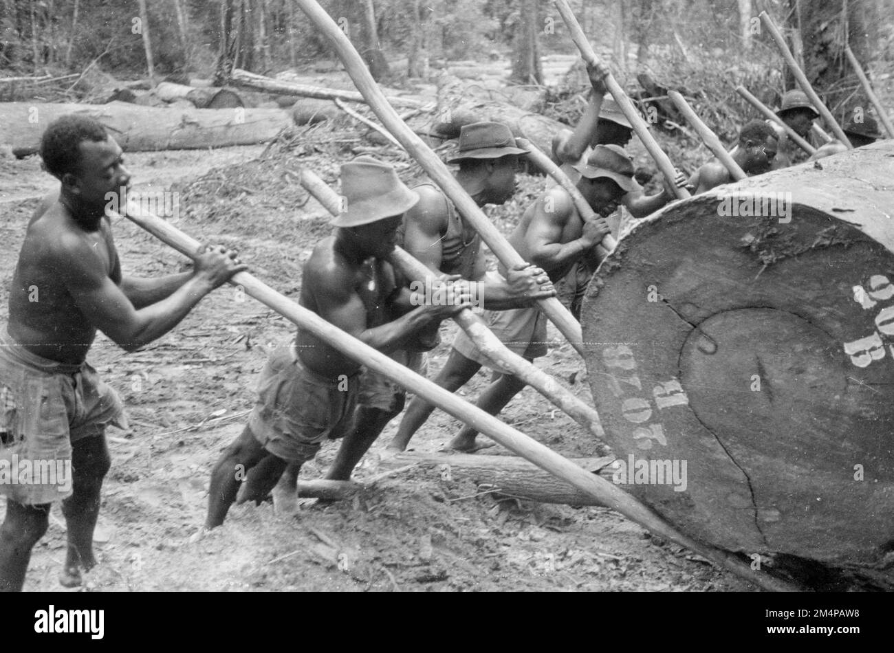 Magazine Unit - Logging in the Gabon. Photographs of Marshall Plan ...