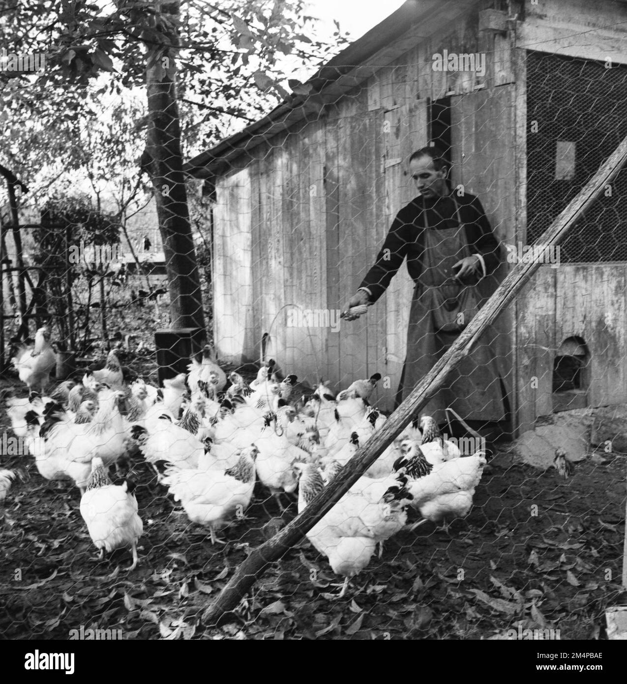 Hybrid Corn - Visit to the Madeleine Farm Near Pau. Photographs of ...