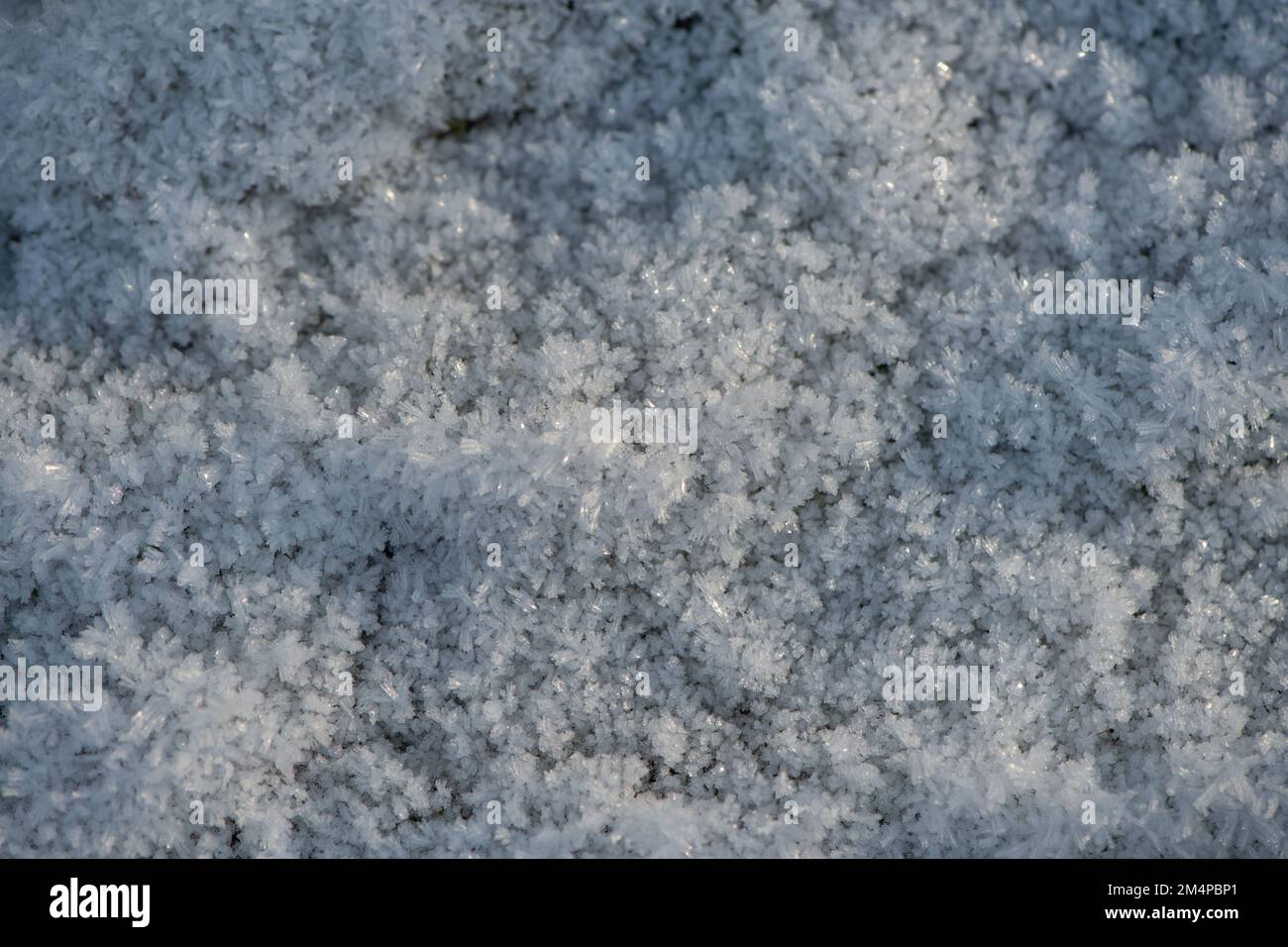 A close-up of frozen grass and moss in the New Forest Hampshire during ...