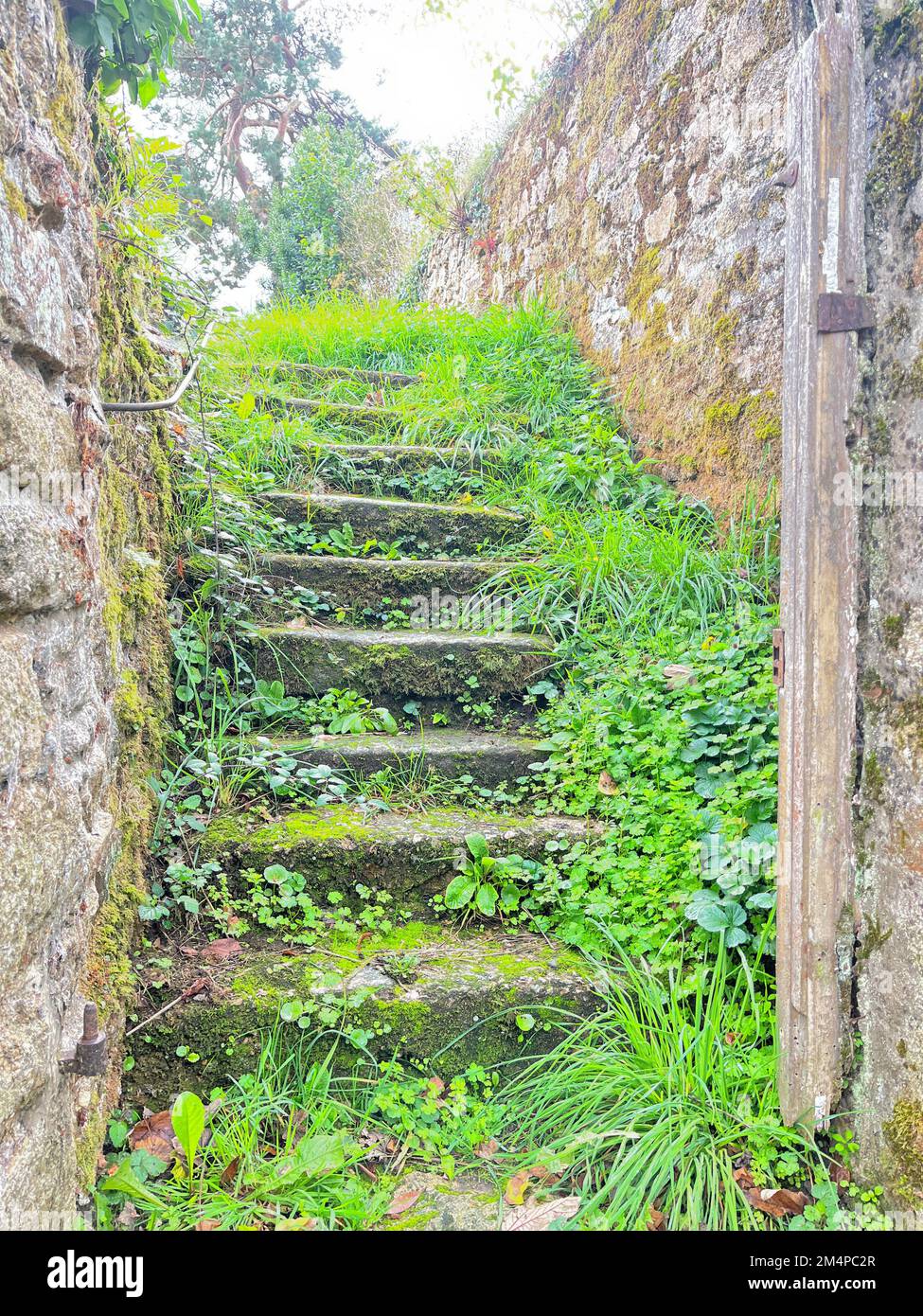 Greenery growing on a pathway in Moncontour Stock Photo - Alamy