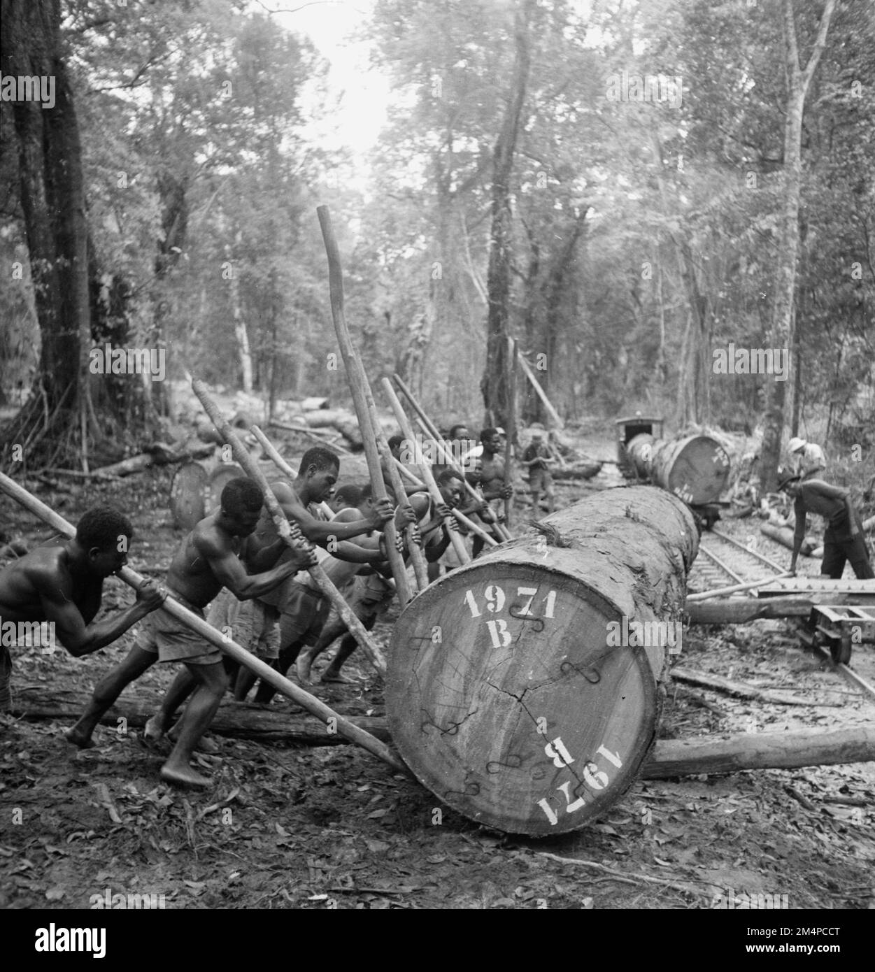 Magazine Unit - Logging in the Gabon. Photographs of Marshall Plan ...