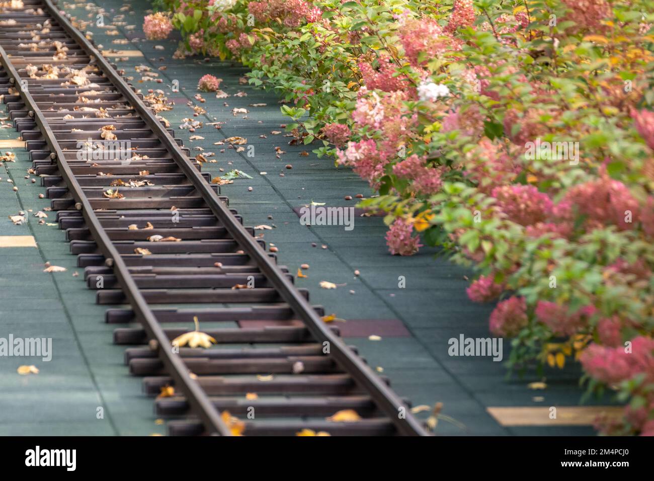 Outdoor entertainment railway attraction with flowers blooming. Rails ...
