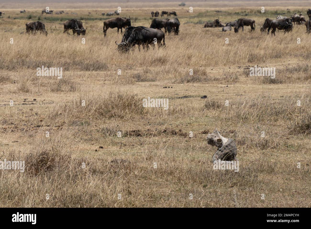 A herd of wildebeest grazing next to a dry buffalo scull in the plains ...