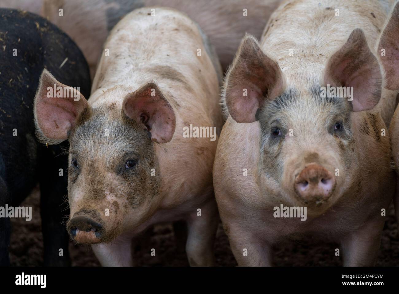 Sus scrofa uk mud hi-res stock photography and images - Alamy