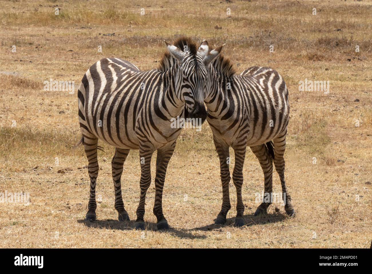 Putting heads together hi-res stock photography and images - Alamy