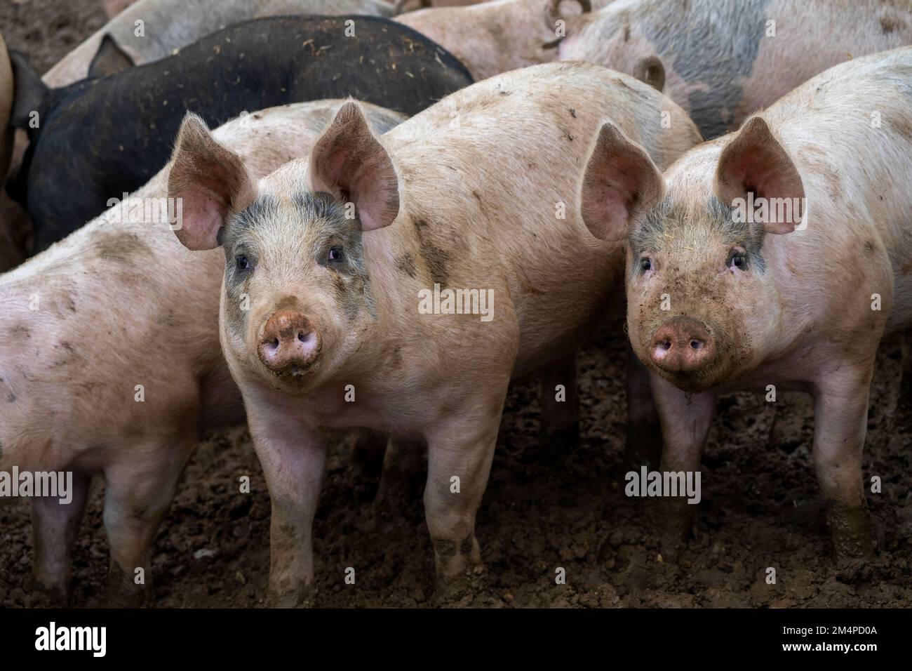 Pigs-Sus scrofa domesticus Stock Photo - Alamy