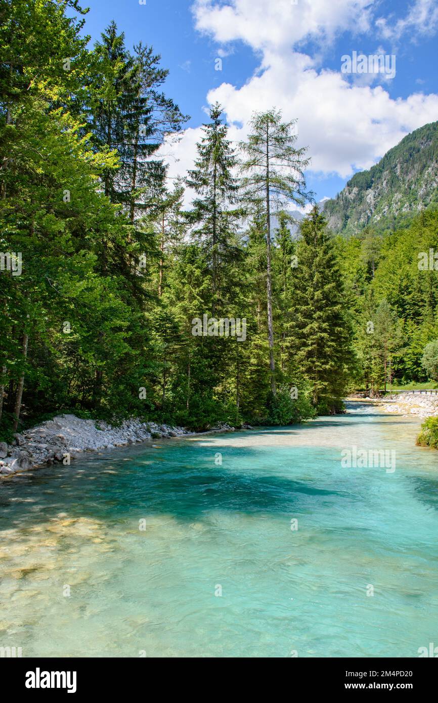 A vertical shot of an azure river flowing between spruces in Triglav ...