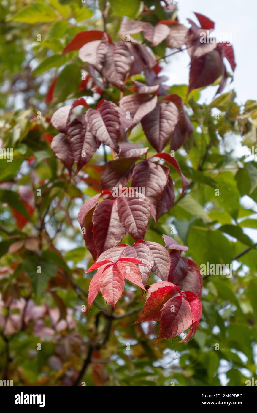 Autumn red grape leaves close-up with blurred green tree background ...