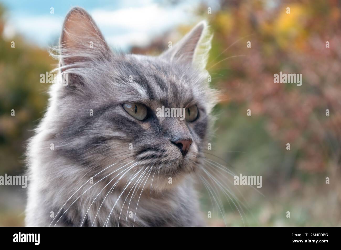 Stray fluffy gray cat with pink cute nose outdoors in autumn forest ...