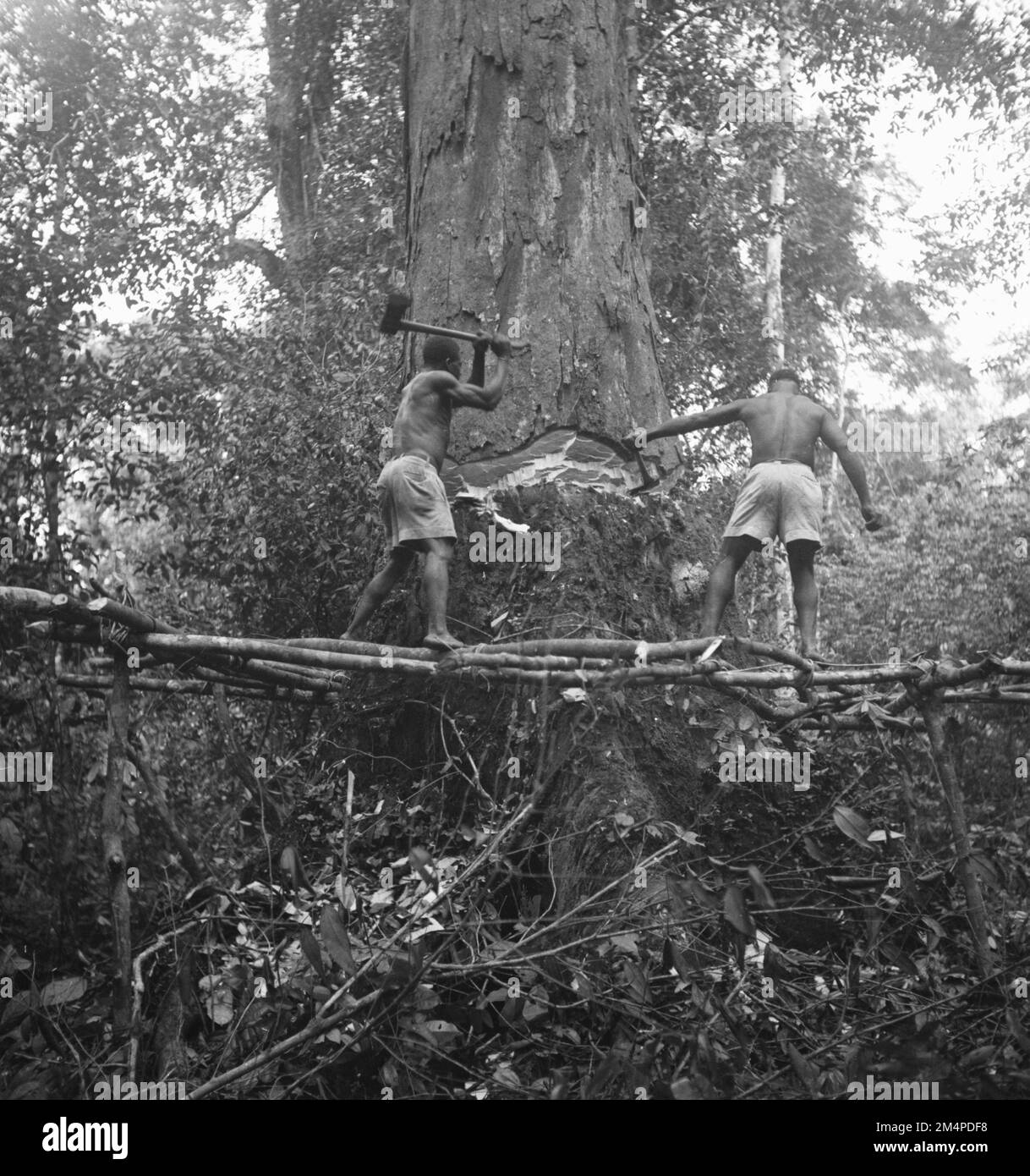 Magazine Unit - Logging in the Gabon. Photographs of Marshall Plan ...