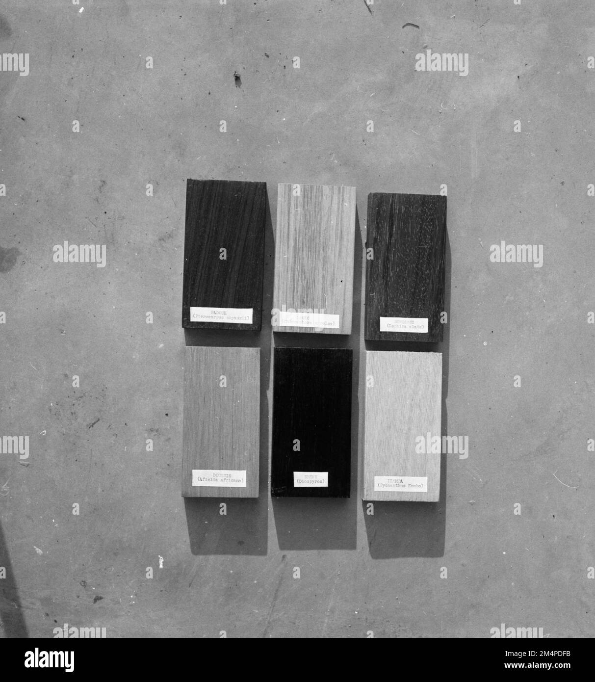 African Timber. Photographs of Marshall Plan Programs, Exhibits, and ...