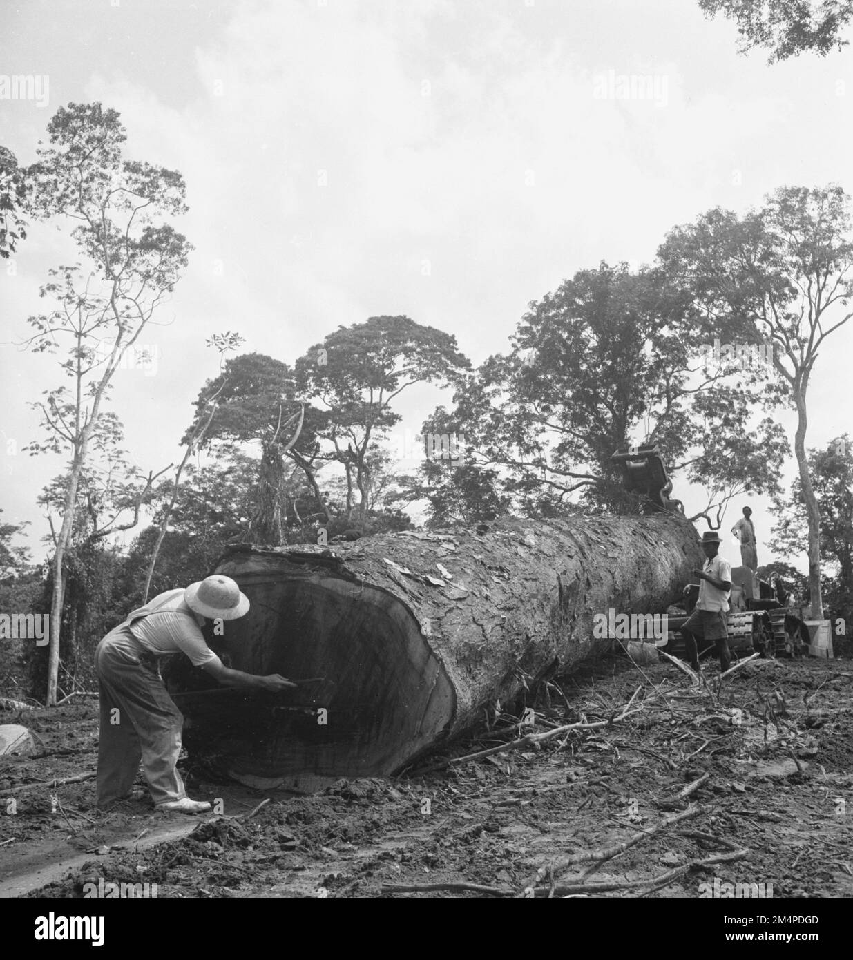 African Timber. Photographs of Marshall Plan Programs, Exhibits, and ...