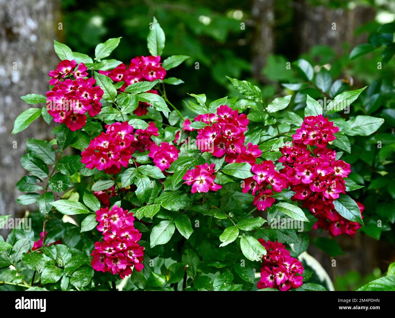 A close-up shot of red ballerina flowers in a garden Stock Photo - Alamy