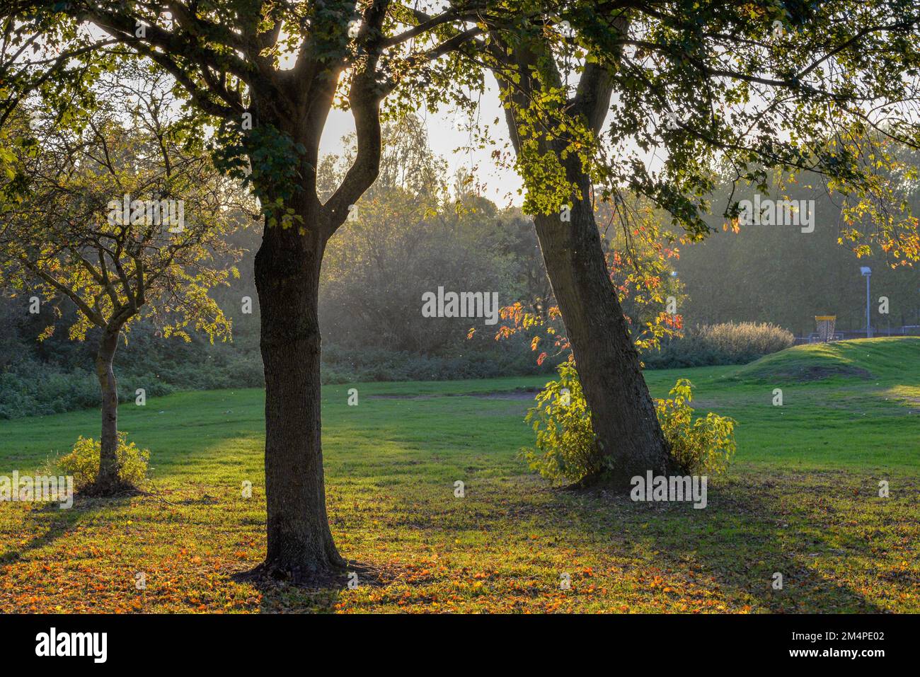 a scenic sunny park with trees Stock Photo - Alamy