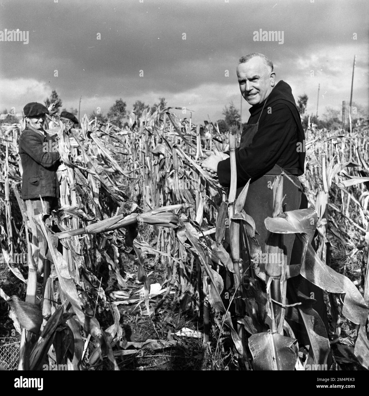 Hybrid Corn - Visit to the Madeleine Farm Near Pau. Photographs of ...