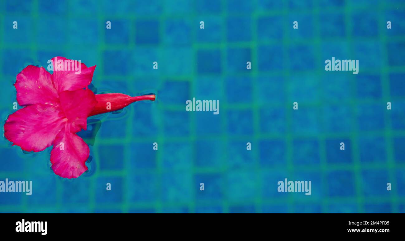 Pink desert rose flower floats in blue pond surface. Close-up of red ...