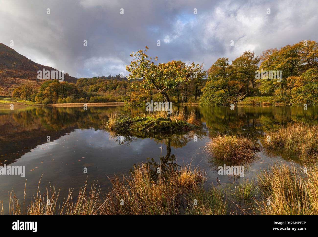 Lone tree on Rydal Water Lake District Stock Photo - Alamy