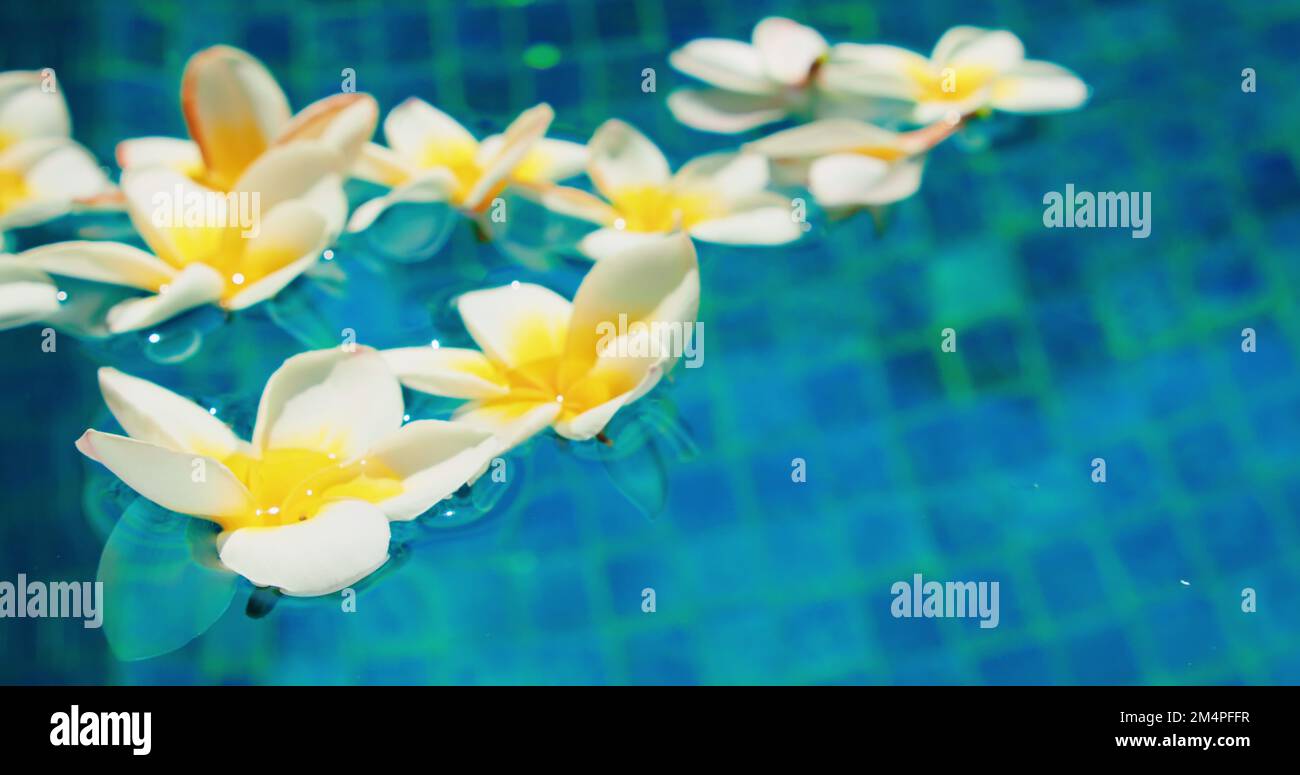 Blue water in the swimming pool pond with flowers falled on the surface ...