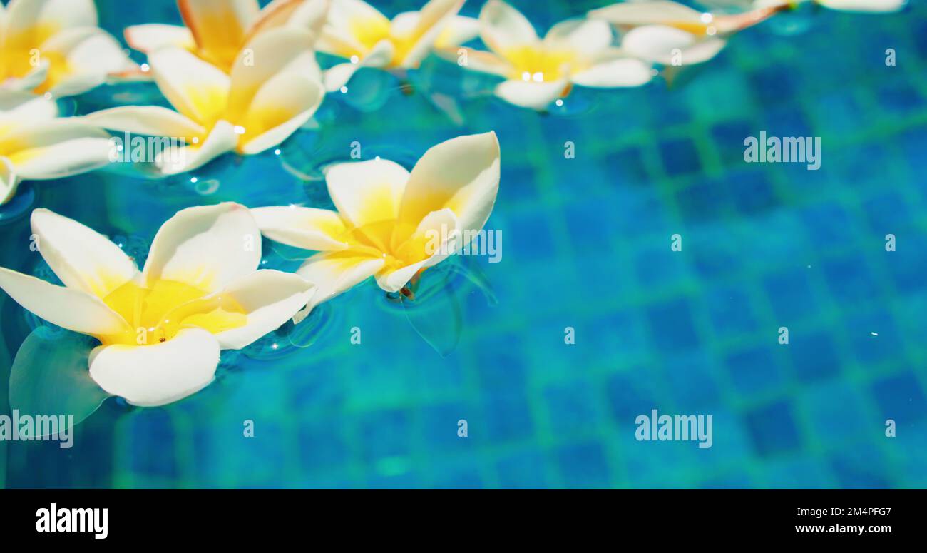 Blue water in the swimming pool pond with flowers falled on the surface ...