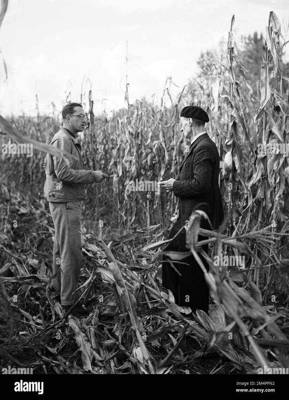 Hybrid Corn - Experimental Farm at Asile St-Leon. Photographs of ...