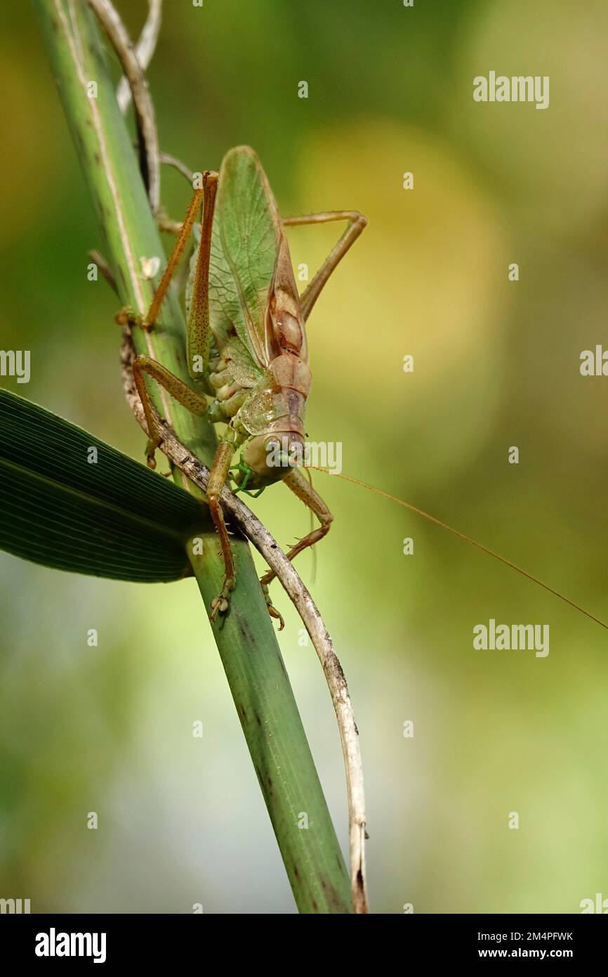 Spreewald in autumn, great green bush-cricket (Tettigonia), Brandenburg ...