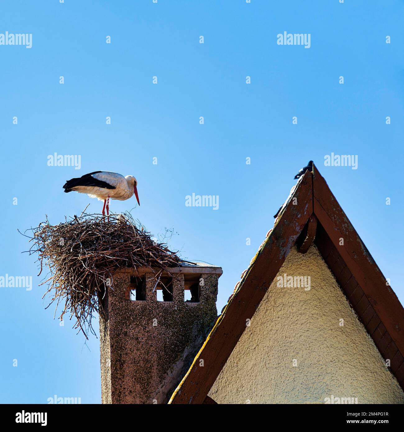 Stork in nest on chimney, gable roof, Tizi Oughmari, Ifrane, Atlas ...