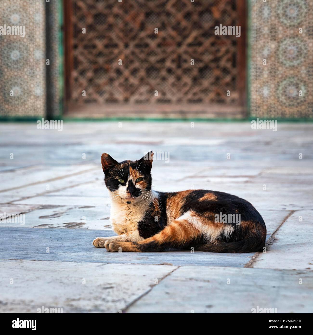 Tricolour cat in the courtyard, attentive view, Islamic college ... Tricolour cat in the courtyard, attentive view, Islamic college ...