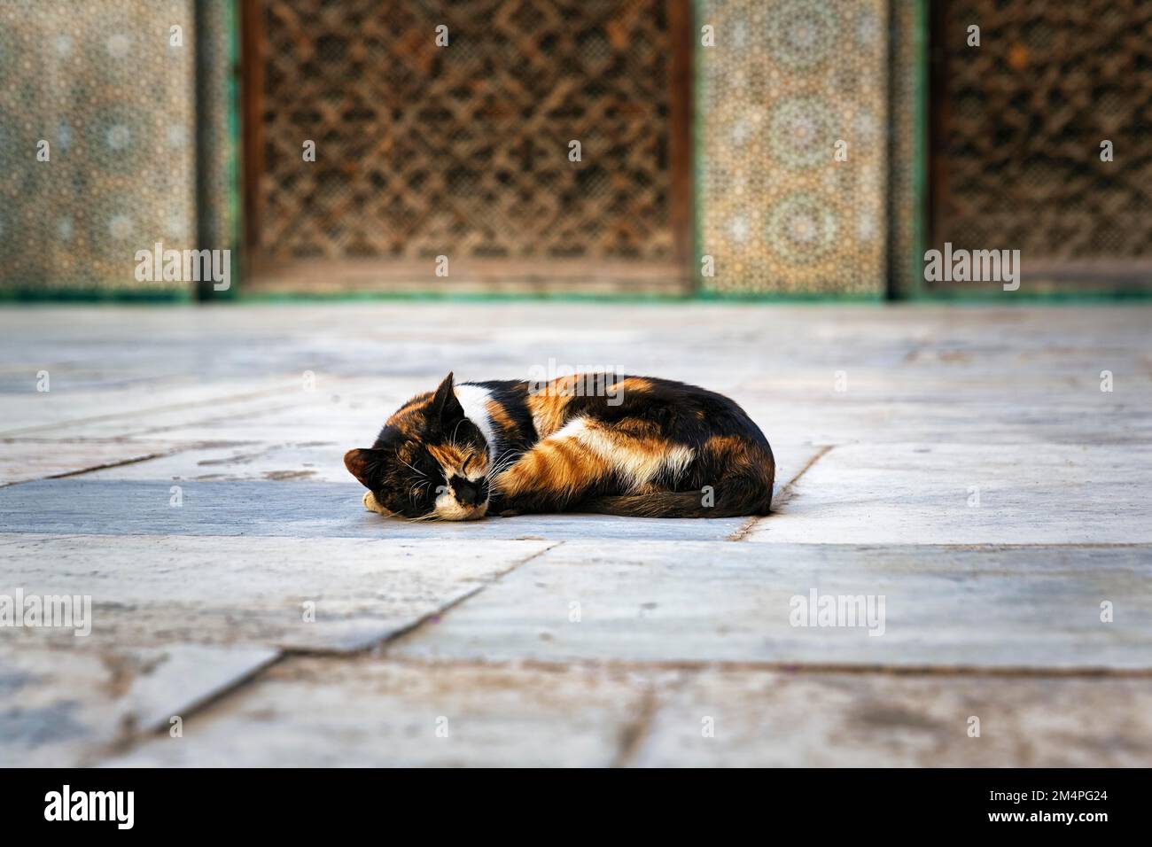 Tricolour cat in the courtyard, resting, Islamic college, Medersa Bou ... Tricolour cat in the courtyard, resting, Islamic college, Medersa Bou ...