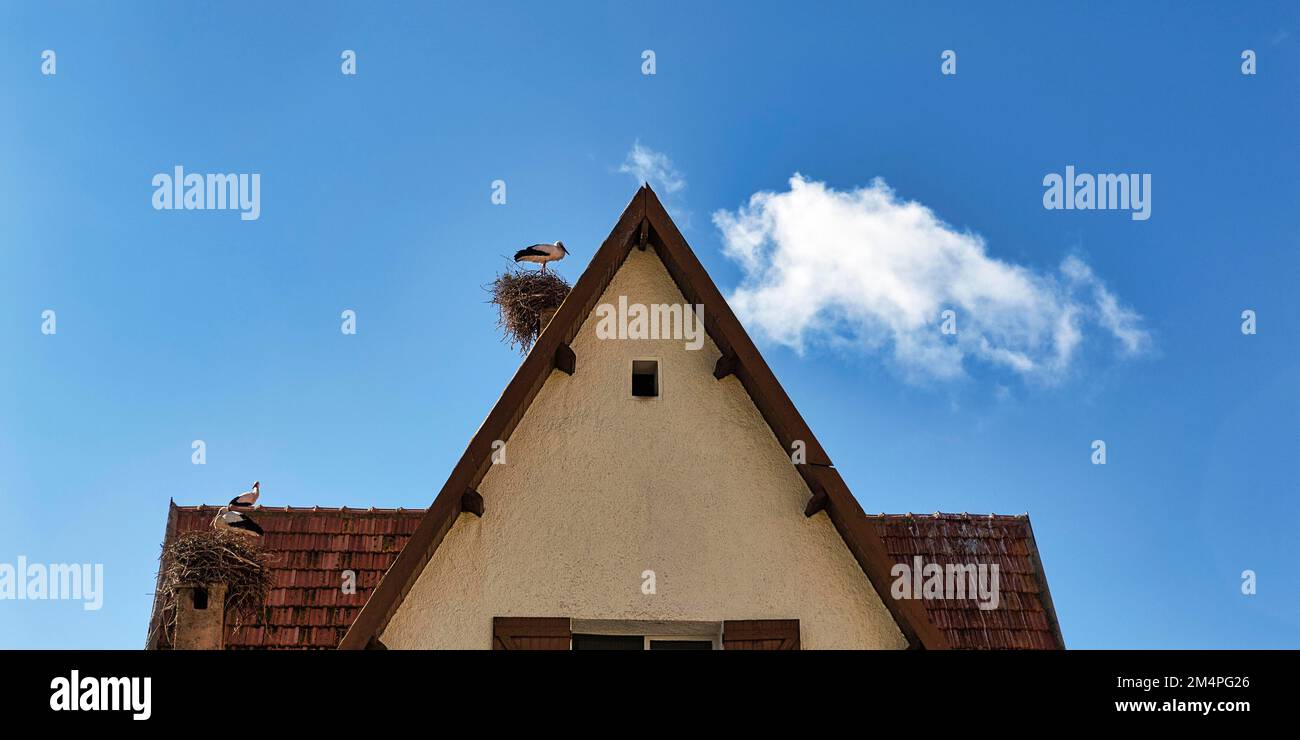 Storks in two nests on gable roof, Tizi Oughmari, Ifrane, Atlas ...