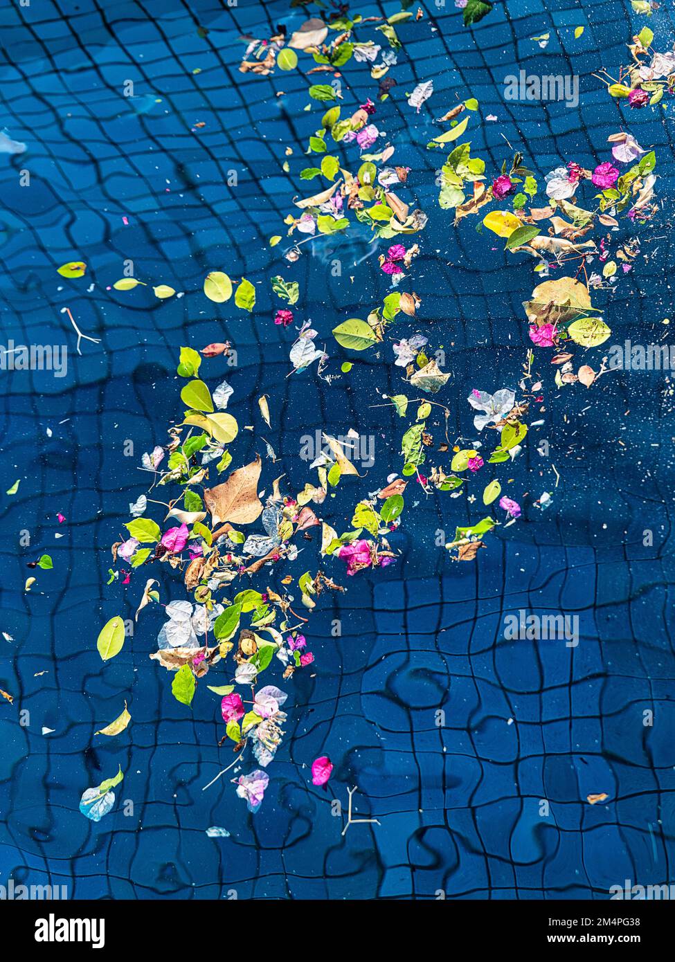 Leaves and blossoms on water surface of a pool, swimming pool, symbol ...