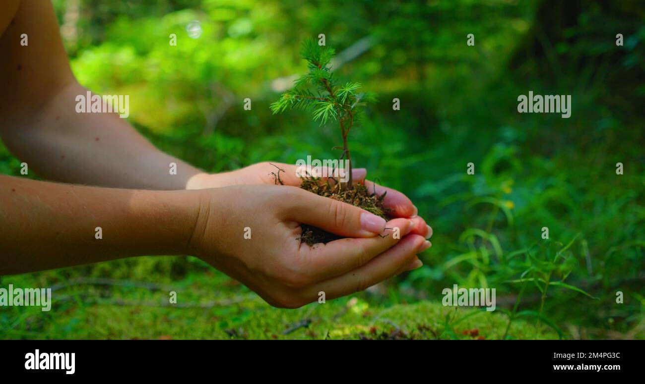 Female hand holding sprout wilde pine tree in nature green forest ...