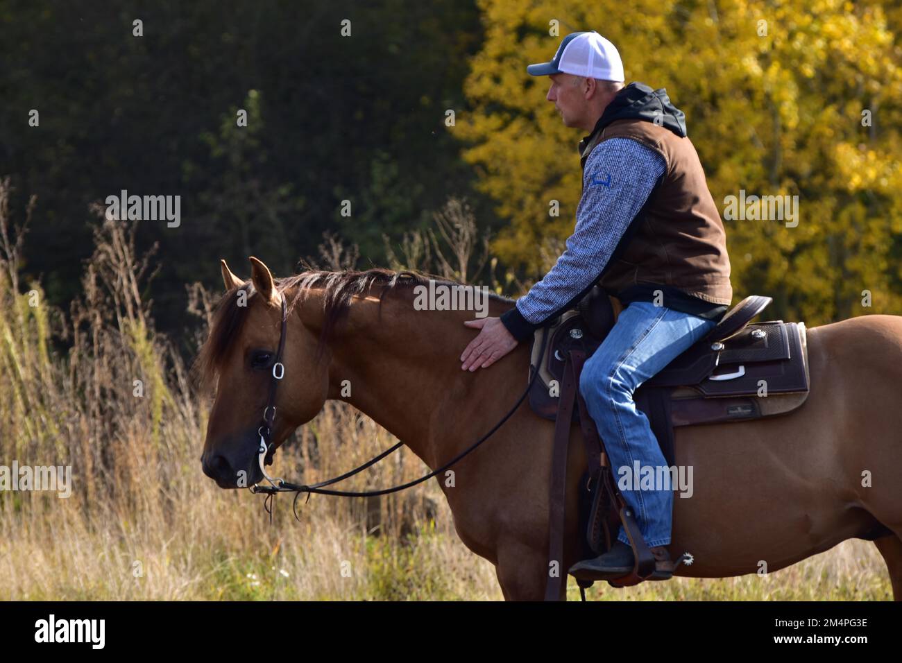 Detail during training in western riding with an American Quarter Horse ...