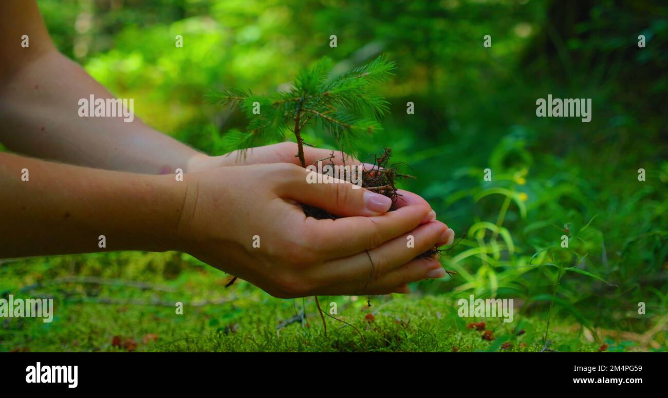 Female hand holding sprout wilde pine tree in nature green forest ...