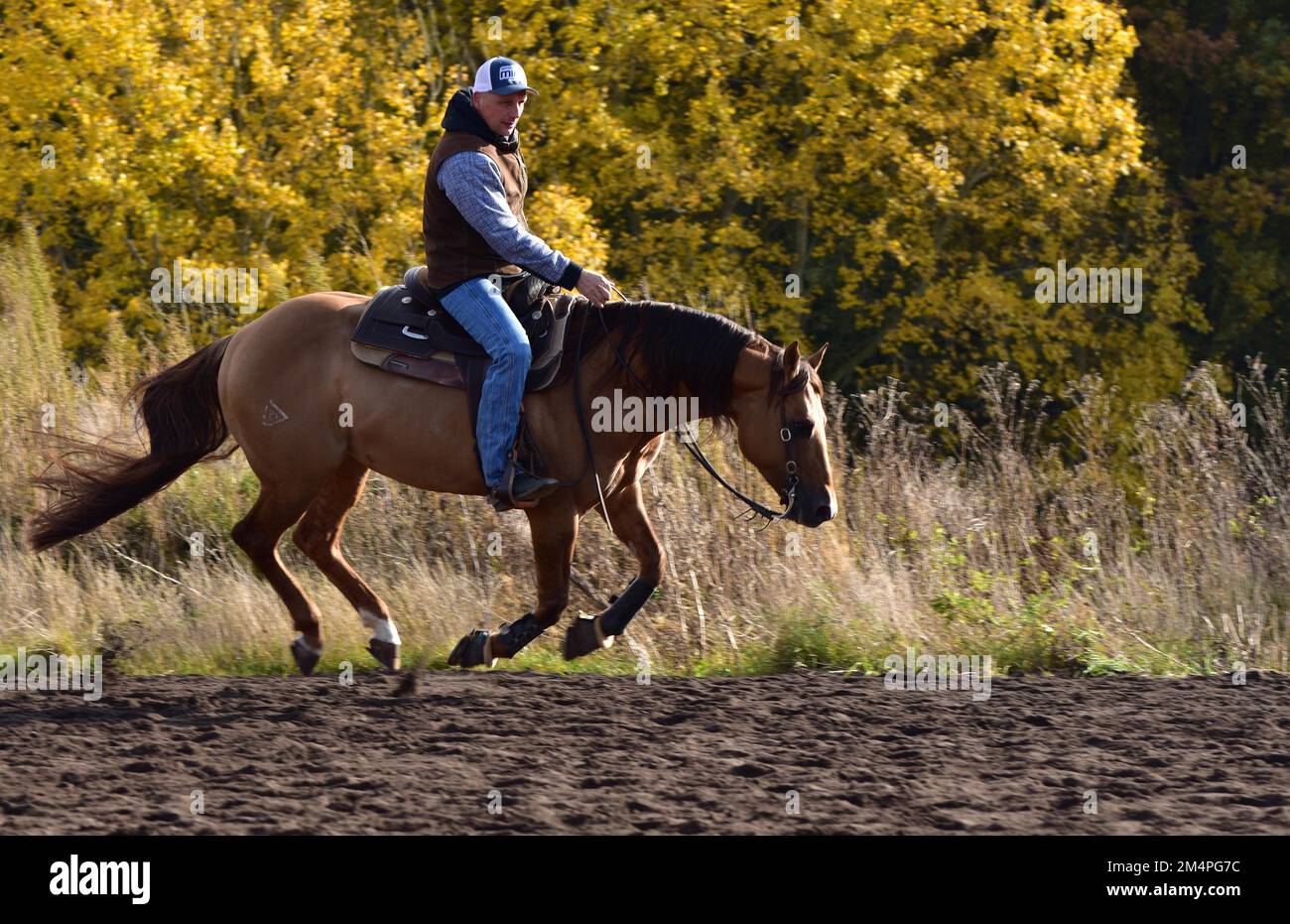 American Quarter Horse stallion training in canter, autumn atmosphere ...