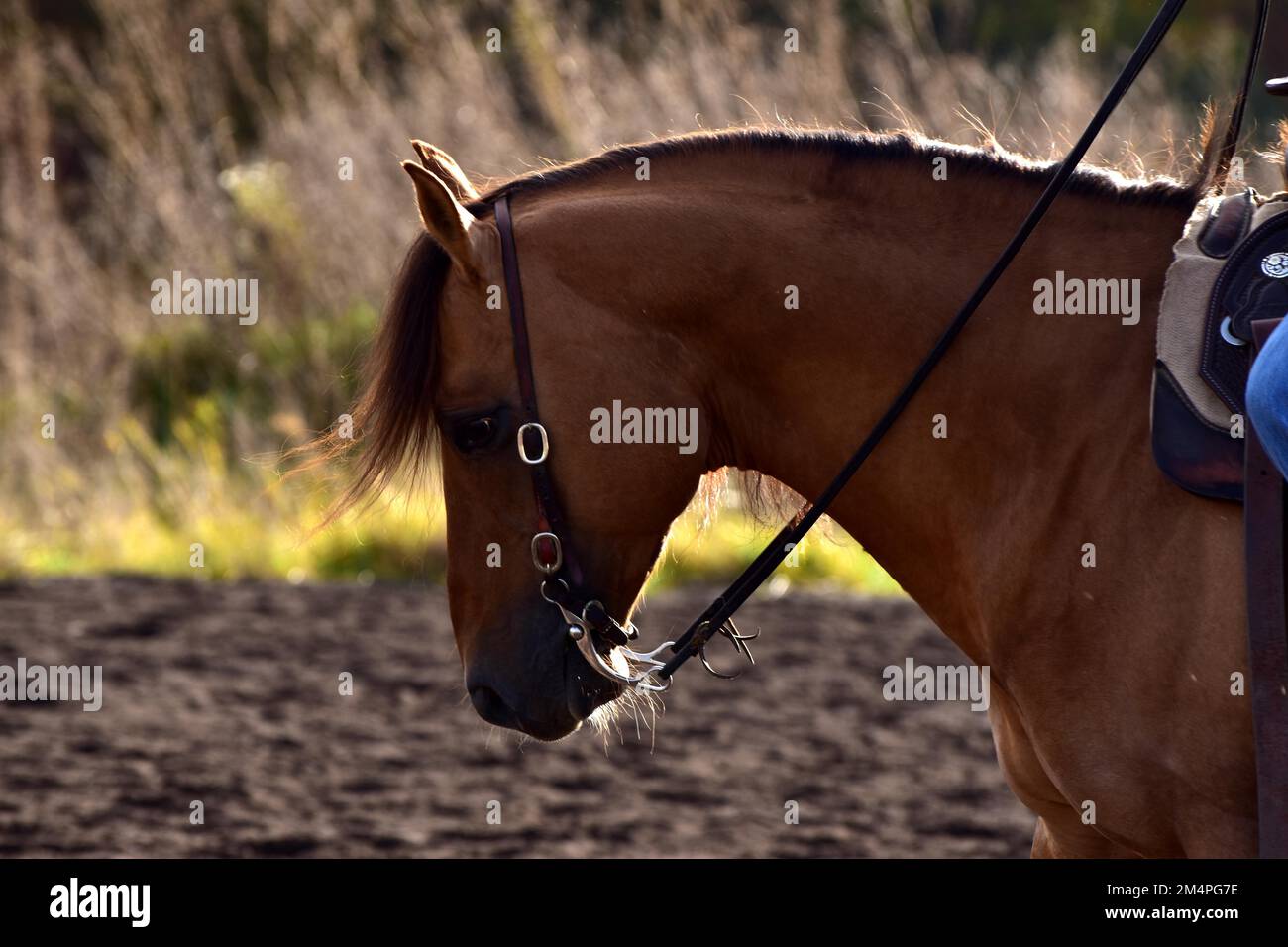 Detailed view of the head and neck with equipment of an American ...