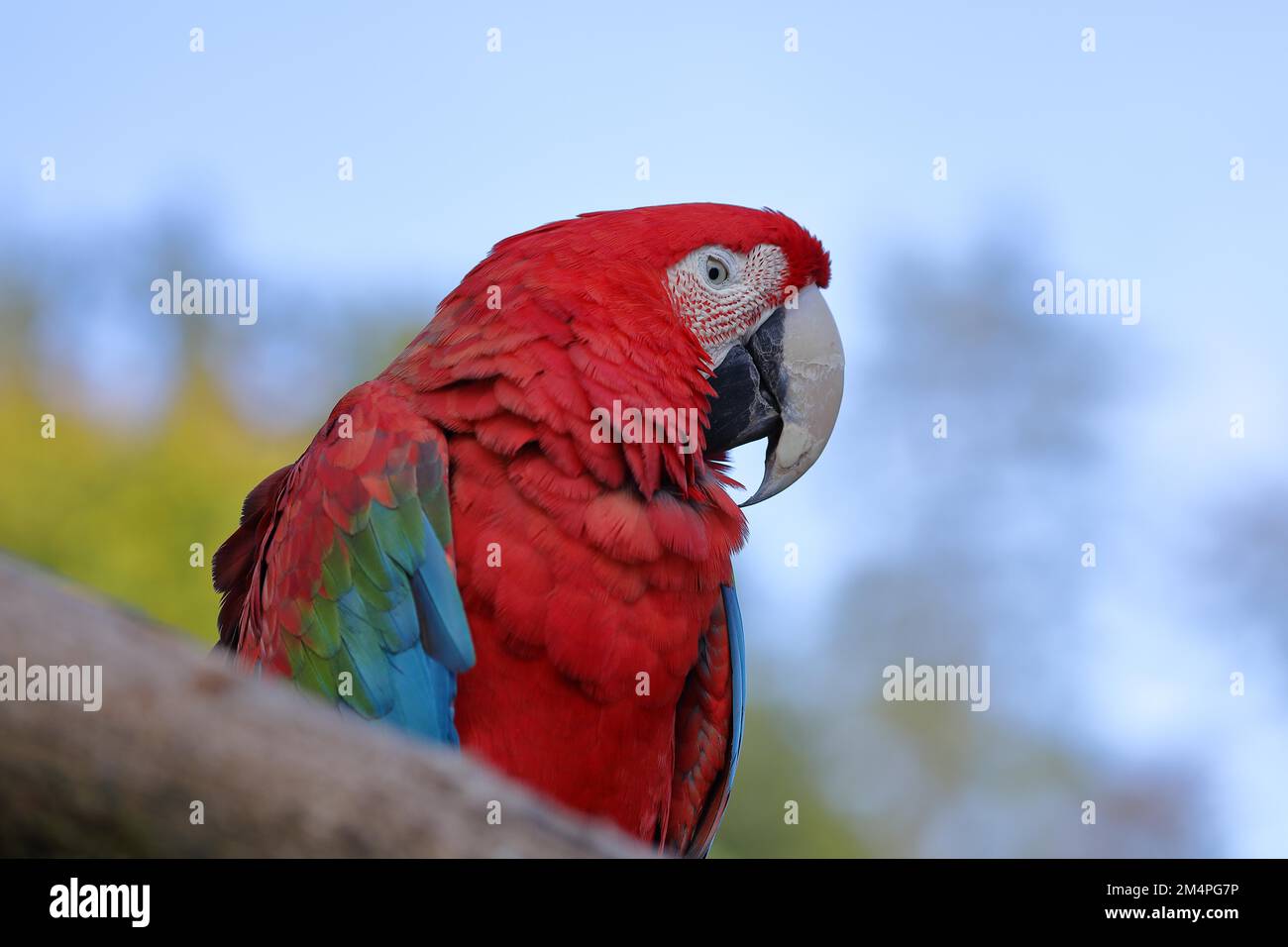 Red macaw face hi-res stock photography and images - Alamy