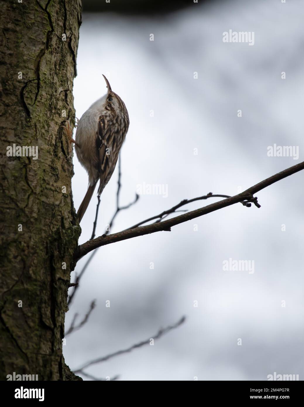 Short-toed treecreeper (Certhia brachydactyla), Osdorfer Park, Hamburg ...