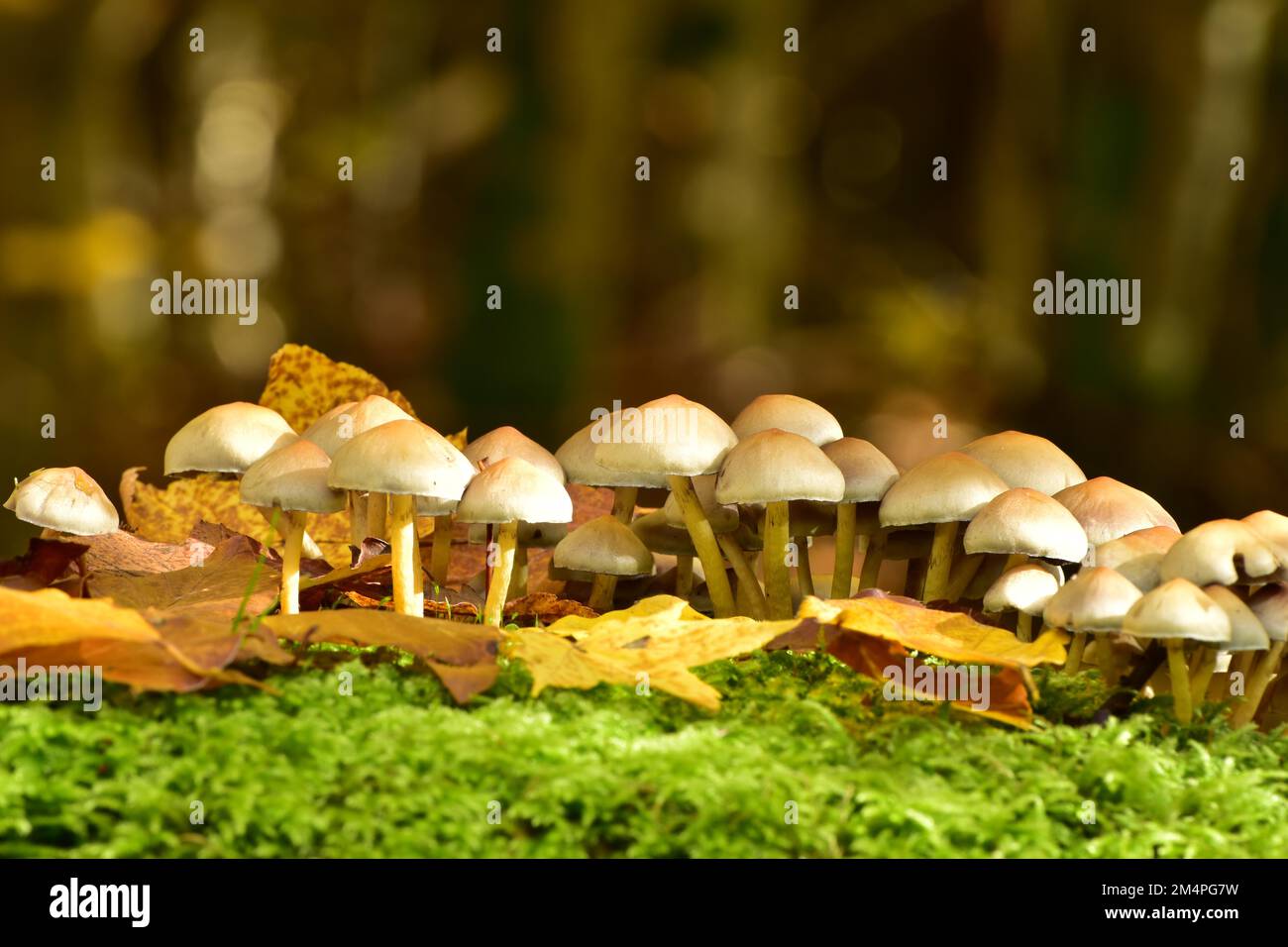 Sociable sulphurhead mushrooms (Hypholoma) with beech leaves and moss ...
