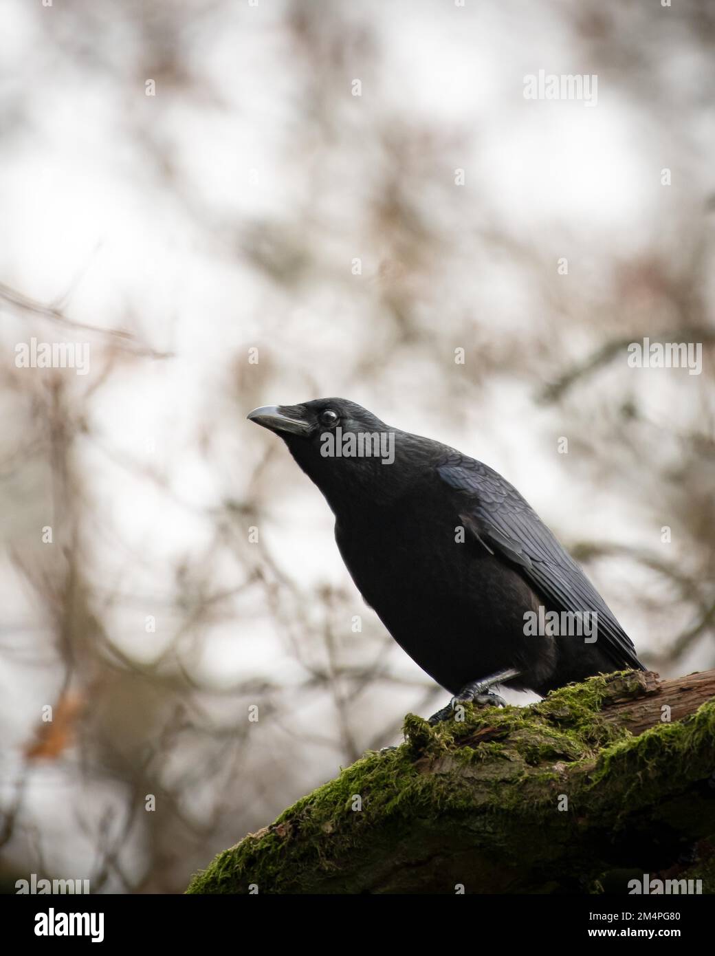 Carrion crow (Corvus corone), on mossy branch, Hamburg, Germany Stock ...