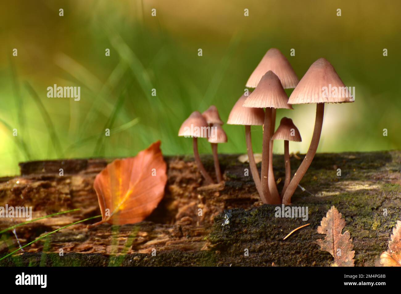 Bleeding fairy helmet hi-res stock photography and images - Alamy