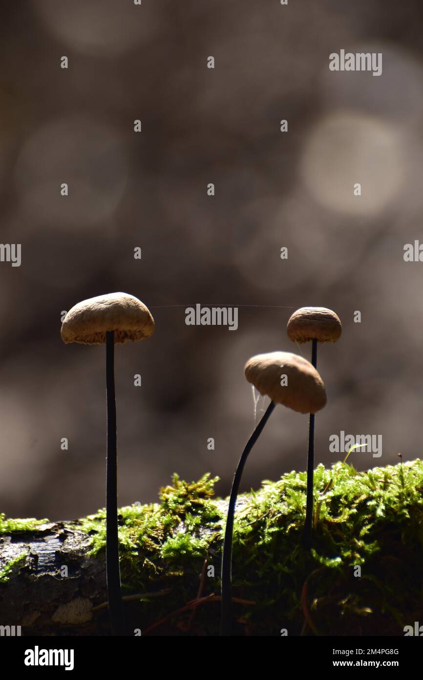 Stringy-stemmed Garlic Swallow (Marasmius alliaceus), also Long-stemmed ...