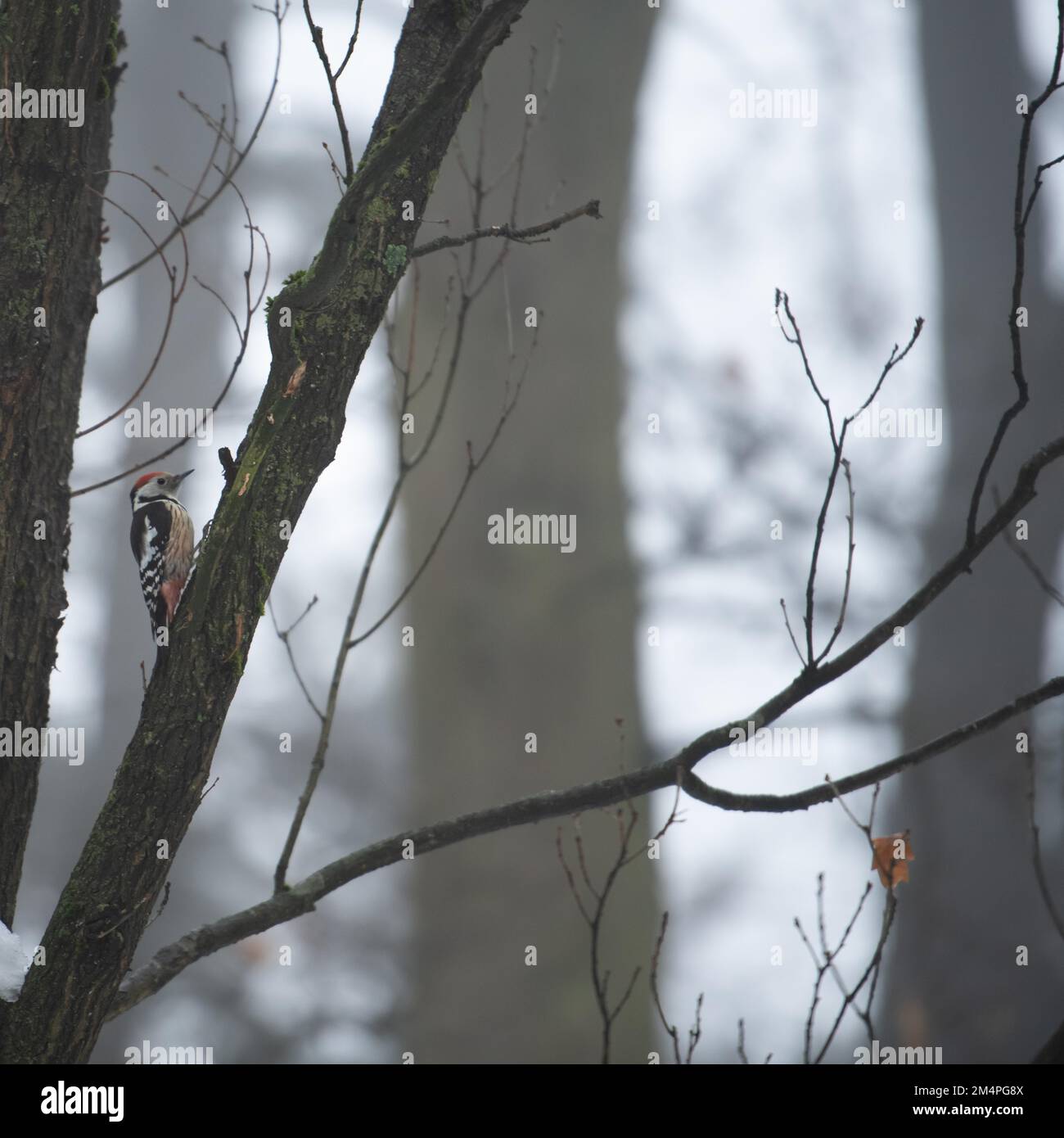 Middle Spotted Woodpecker (Leiopicus medius), on winter barren branch ...