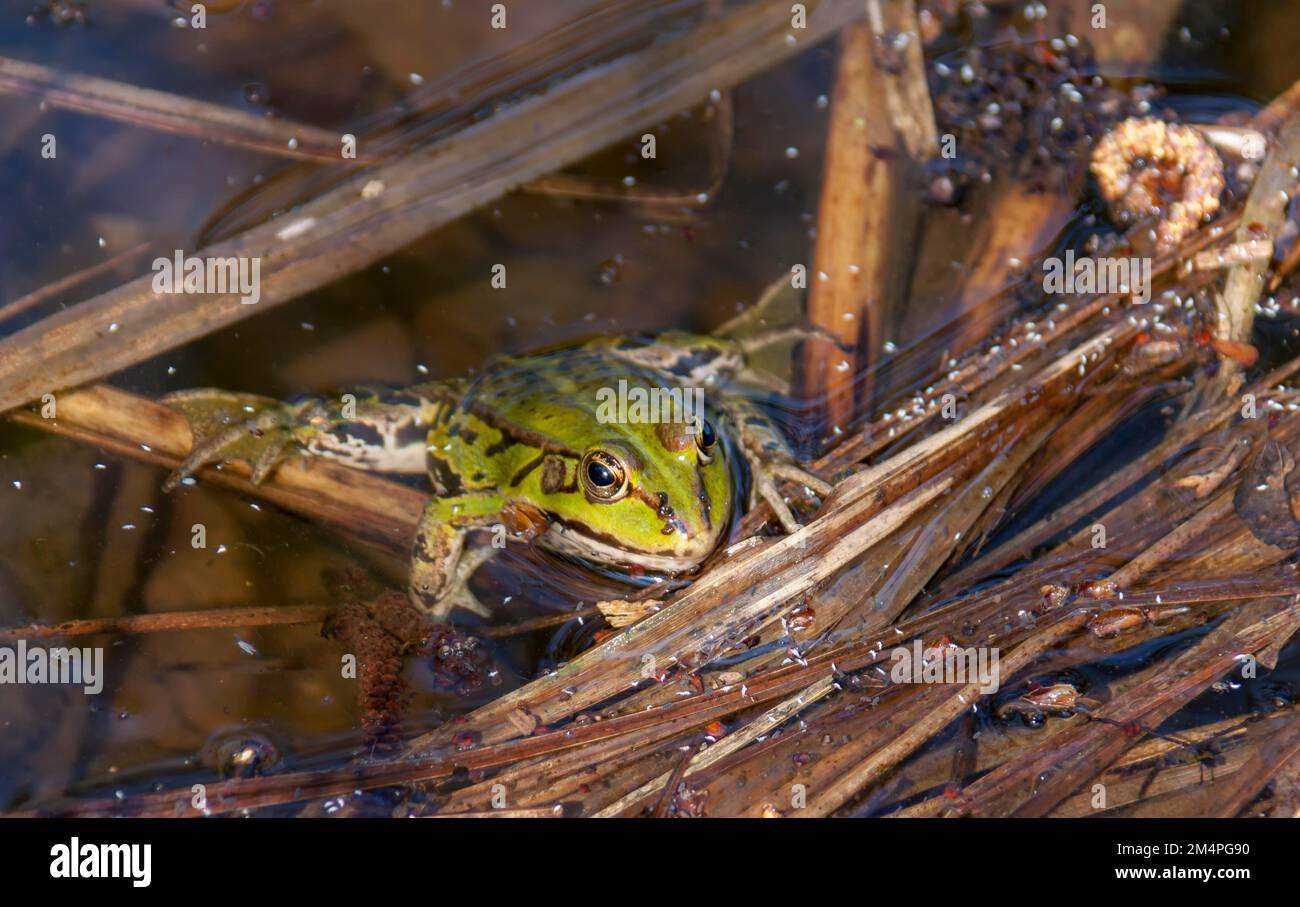 Water frog (Pelophylax) on dead plant parts, Rhineland-Palatinate ...