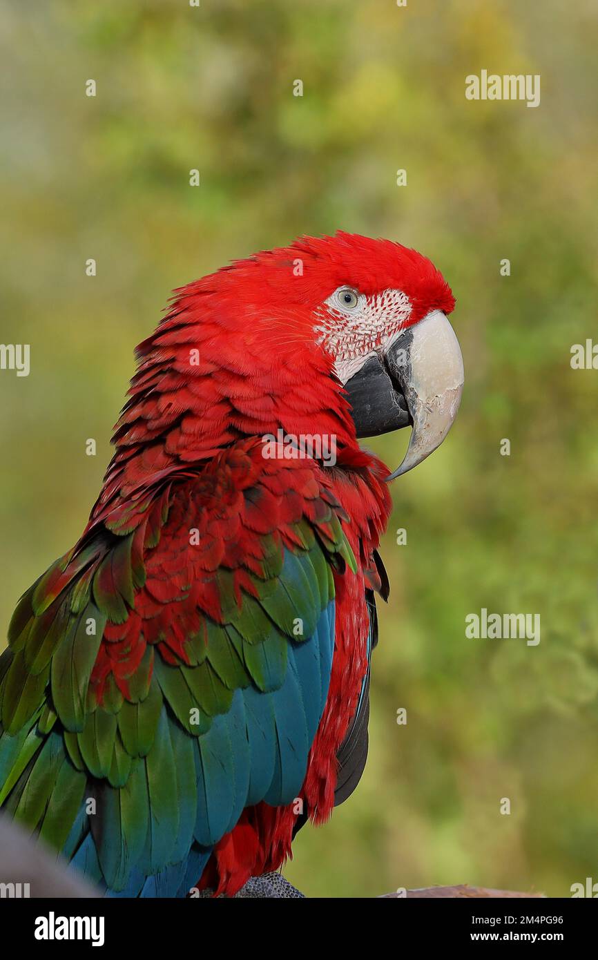 Red macaw face hi-res stock photography and images - Alamy