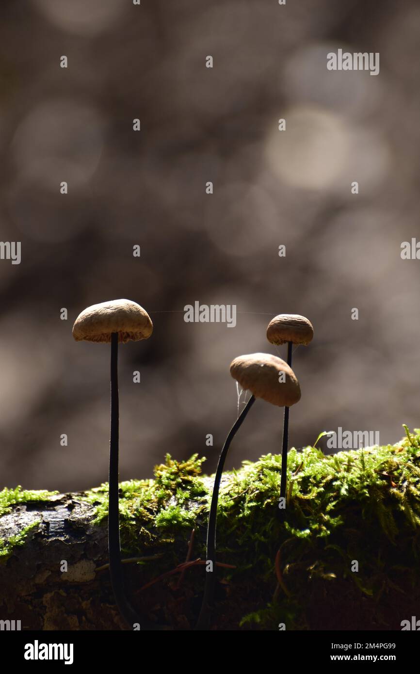 Stringy-stemmed Garlic Swallow (Marasmius alliaceus), also Long-stemmed ...